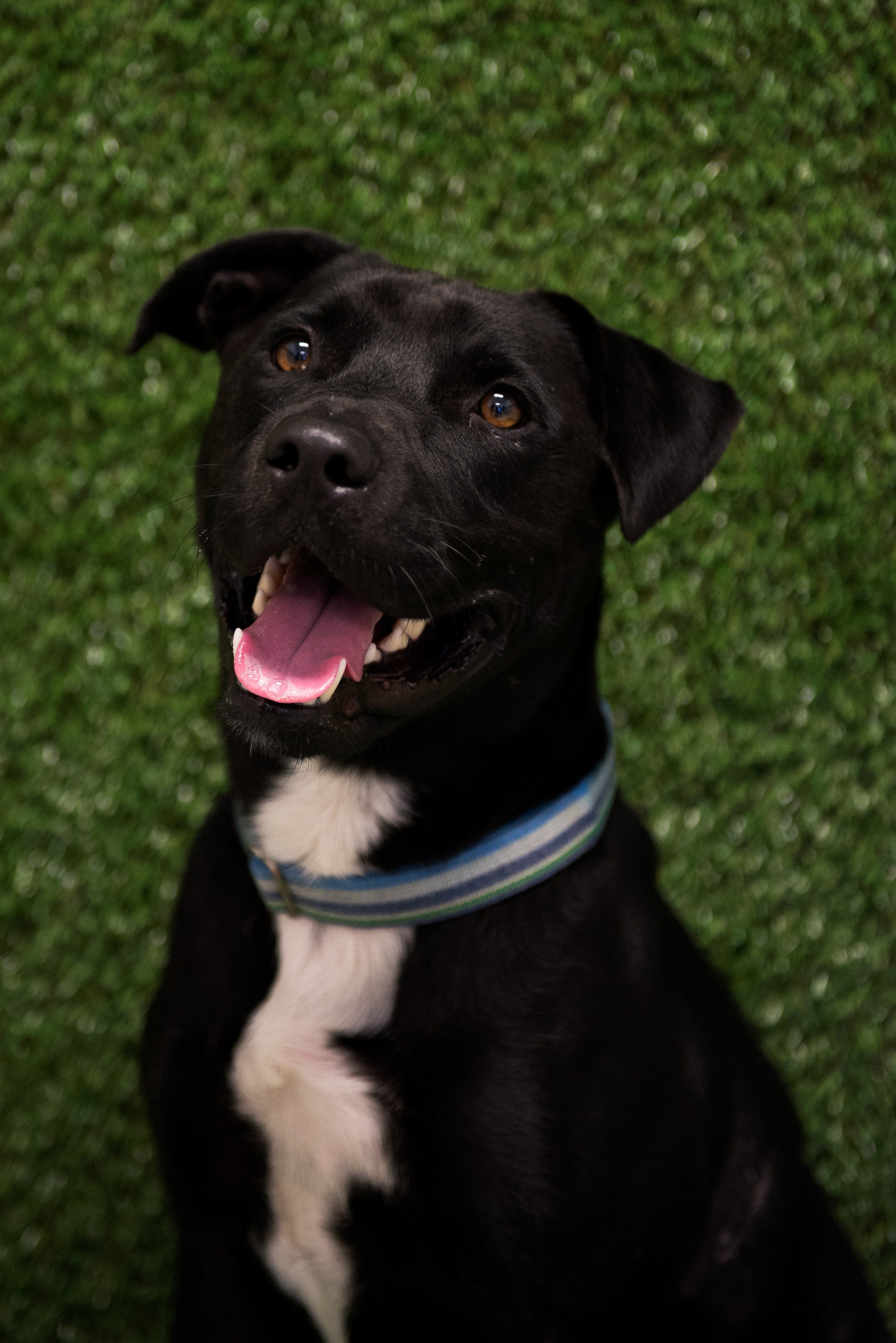 Liam - Medium Male Staffordshire Bull Terrier x Labrador Retriever Mix ...