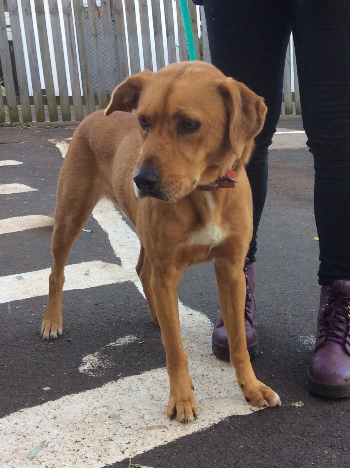 Bo - Medium Female Kelpie x Rhodesian Ridgeback Mix Dog in QLD - PetRescue