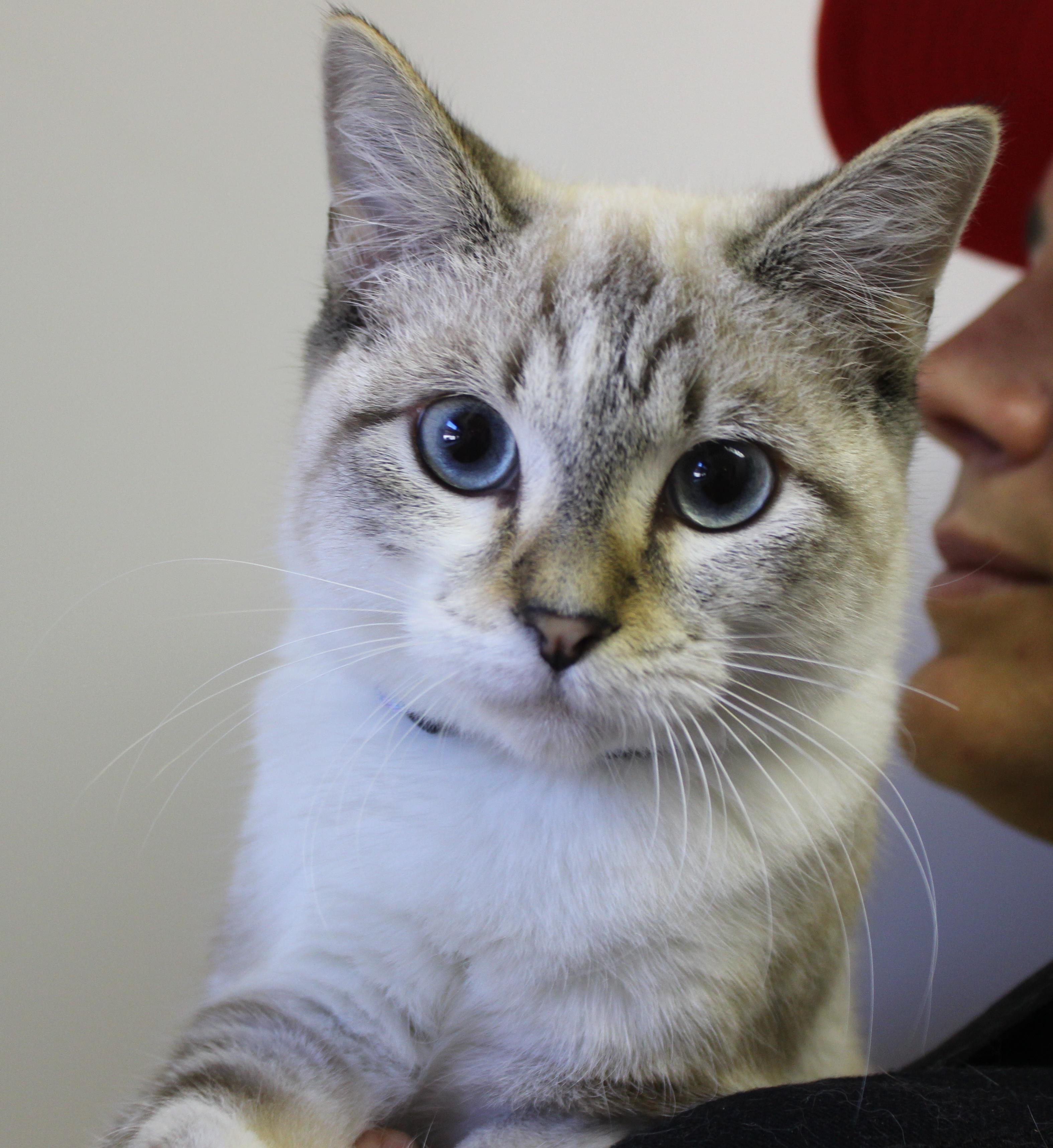 Charles - Male Layanese Mix Cat in QLD - PetRescue