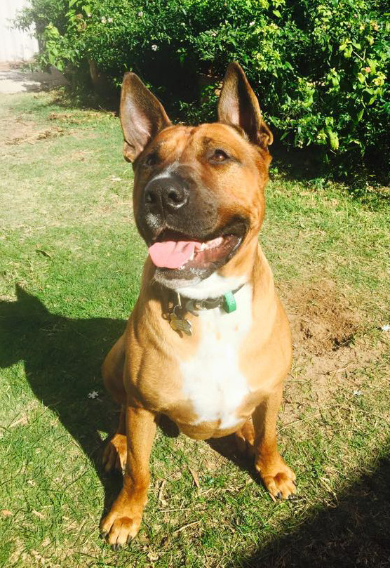 Boris DL1004 - Medium Male Staffy Mix Dog in WA - PetRescue