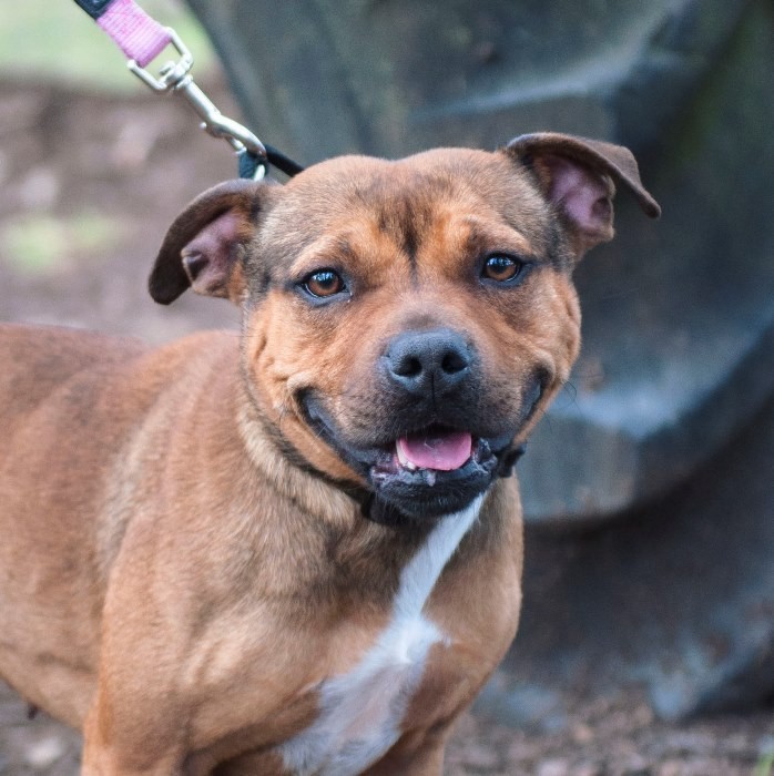 Cleo - Medium Female Staffordshire Bull Terrier Dog in VIC - PetRescue