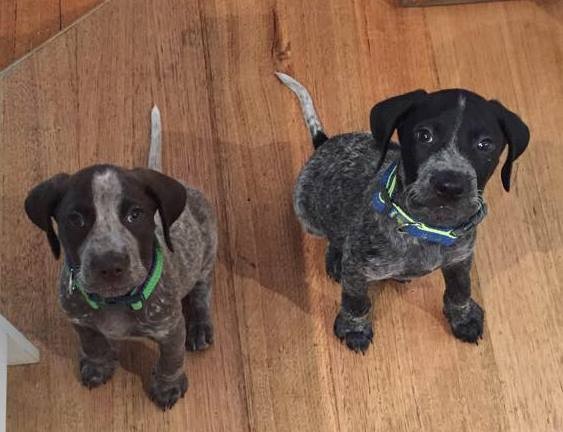 Gsp puppies - Medium Male German Shorthaired Pointer Dog in VIC - PetRescue