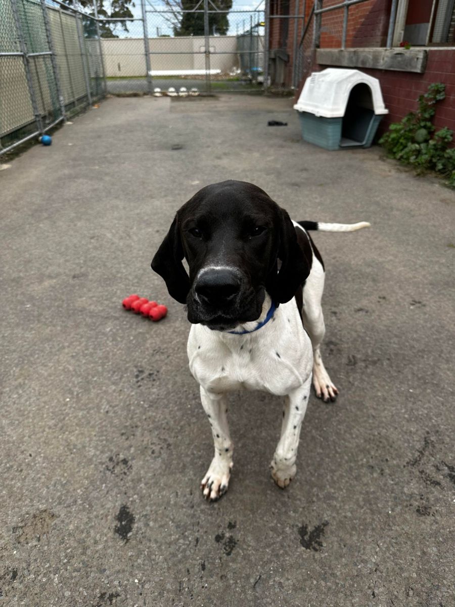 Chuck - Large Male German Shorthaired Pointer Mix Dog in VIC - PetRescue