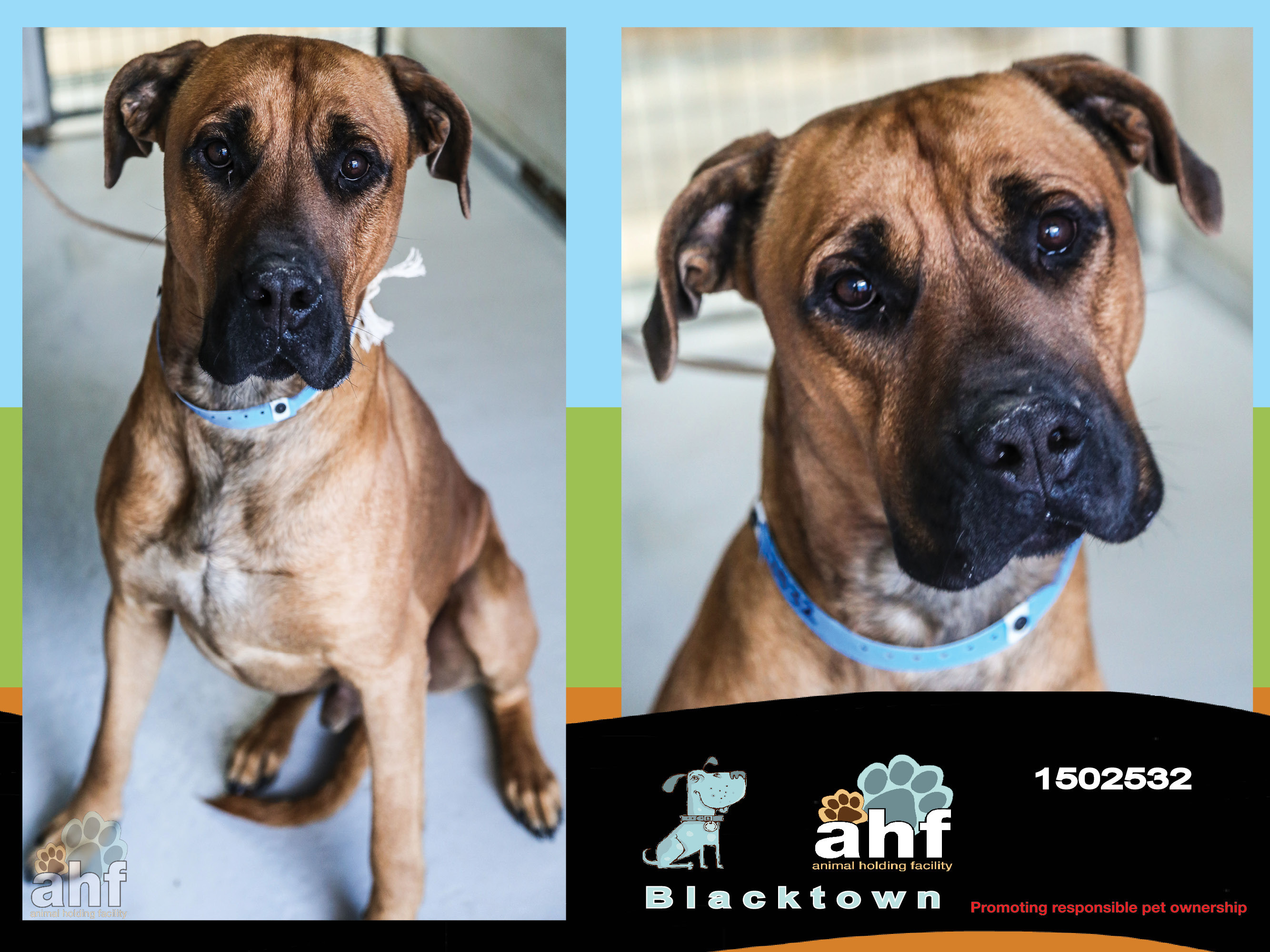 Mattie ~ #1502532 - Large Male Great Dane x Rhodesian Ridgeback Mix Dog ...