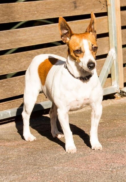Daisy ~ Mini Foxy X (on trial 7/8/15) - Small Female Fox Terrier Mix ...