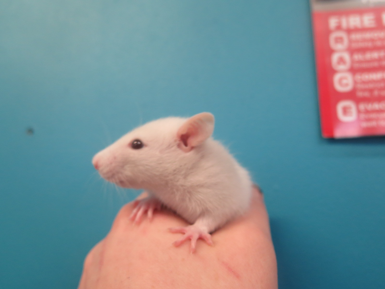 Khal - Male Rat Rodent in ACT - PetRescue