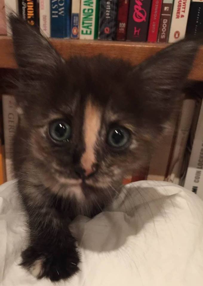 Arabella - Female Domestic Short Hair Cat in QLD - PetRescue