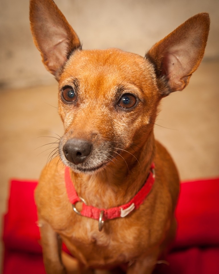 Honey - Small Female Jack Russell Terrier x Mini Pinscher Dog in NSW ...