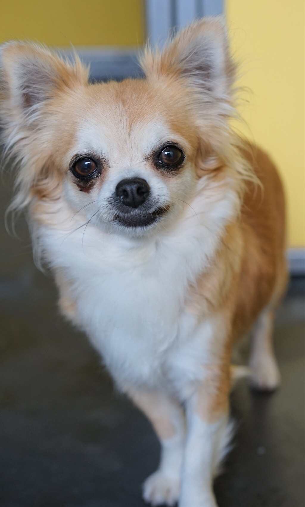 Addie - Small Female Long Hair Chihuahua Mix Dog in QLD - PetRescue