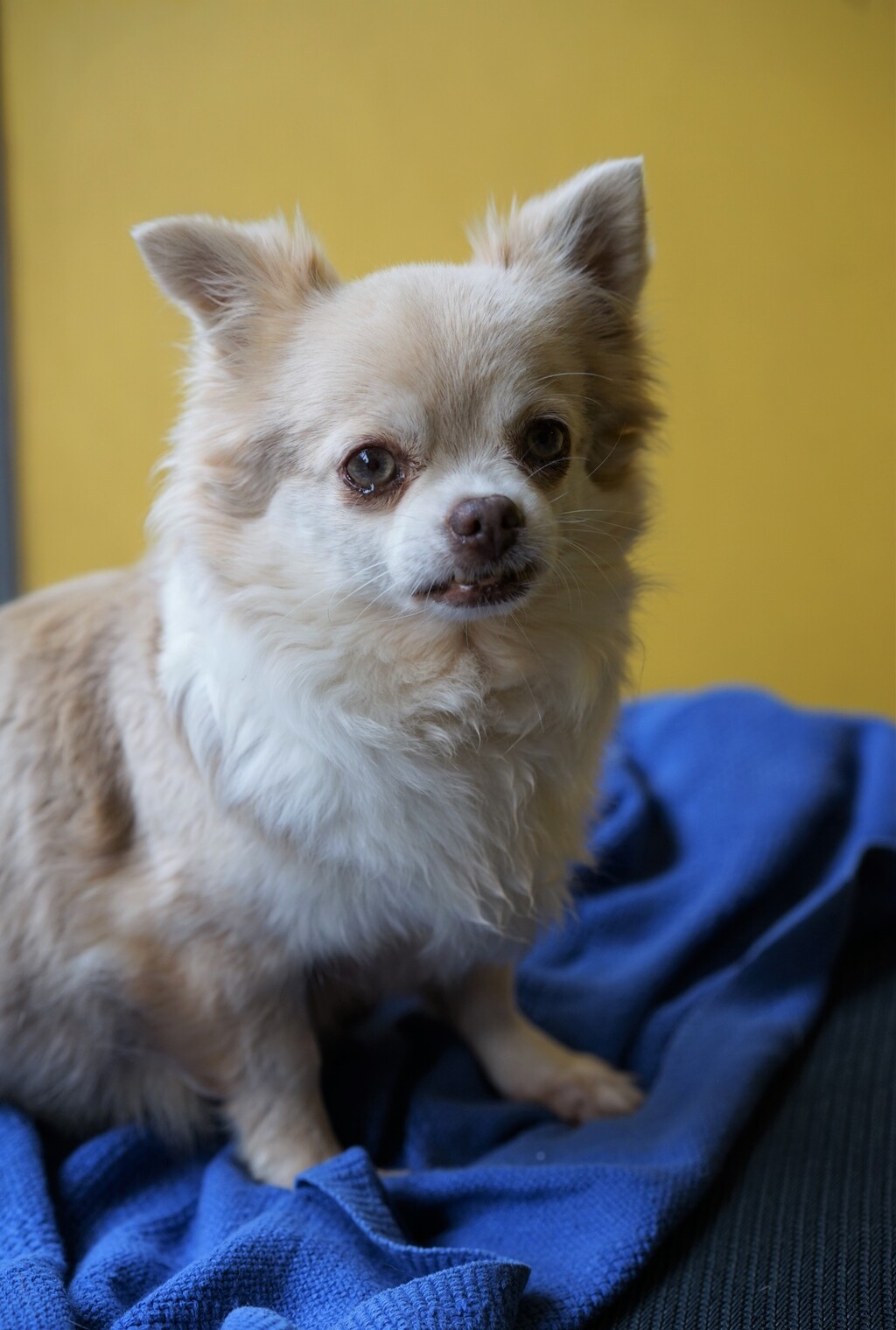 Florita - Small Female Long Hair Chihuahua Mix Dog in QLD - PetRescue