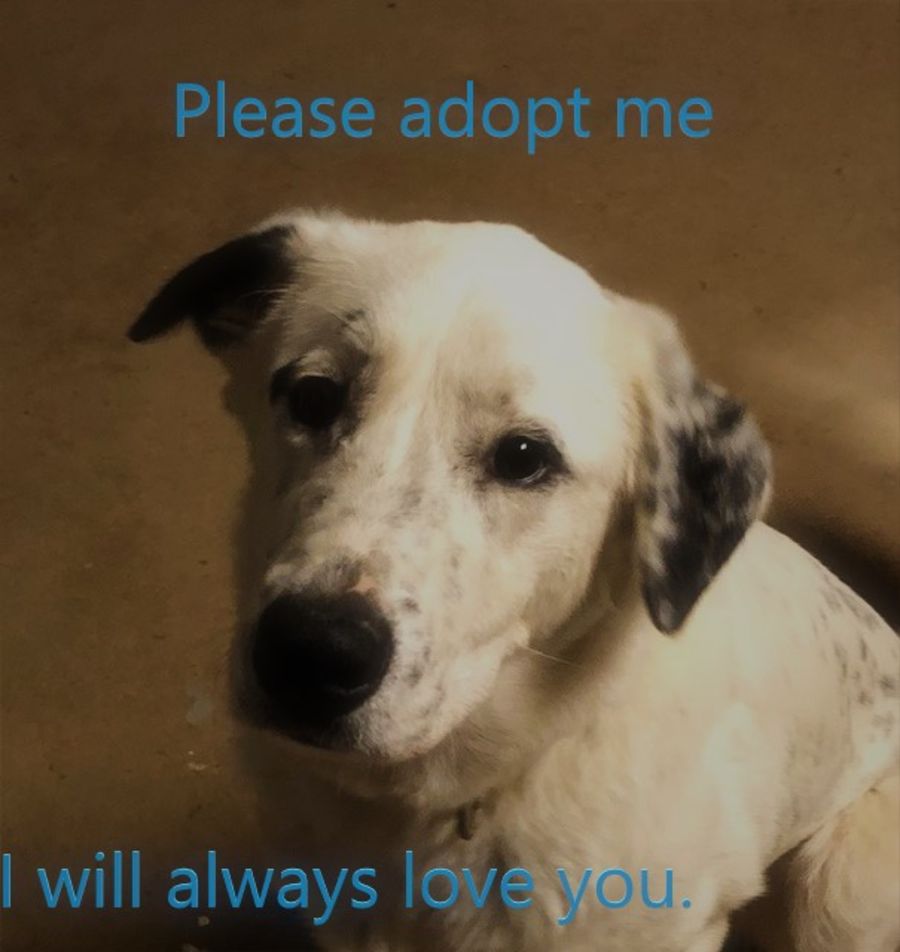 Hunter - Large Male Border Collie Mix Dog in VIC - PetRescue