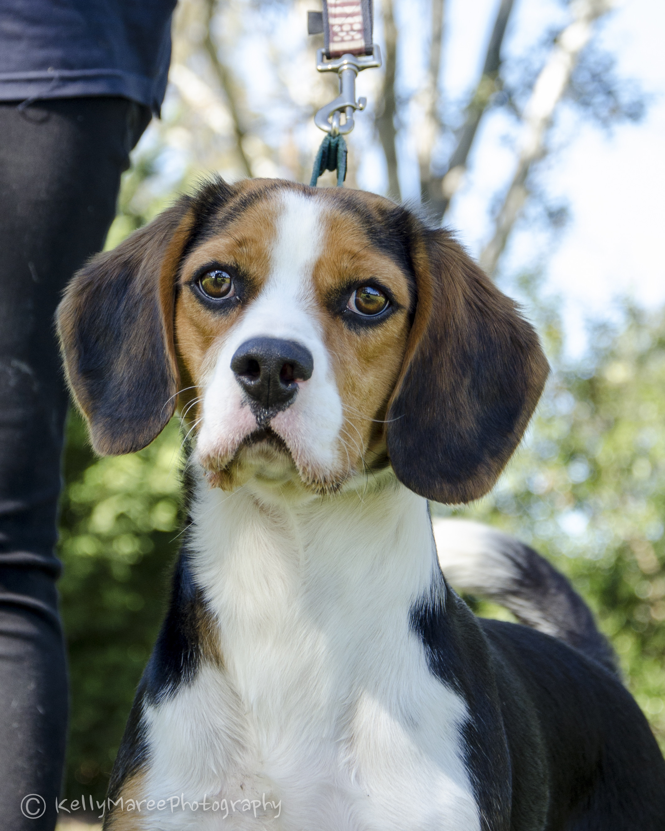 Max - Medium Male Beagle x Cavalier King Charles Spaniel Mix Dog in NSW ...