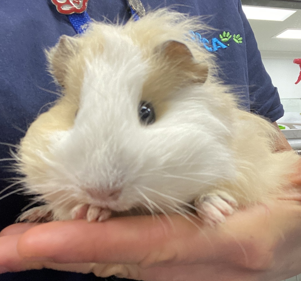 Paulie - Male Short-hair Smooth Hair Mix Guinea Pig in QLD - PetRescue