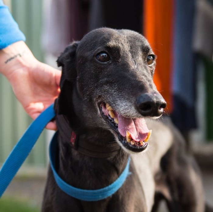 Buzz - Medium Male Greyhound Dog in VIC - PetRescue