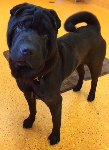 Chow - Medium Male Shar Pei Mix Dog in QLD - PetRescue