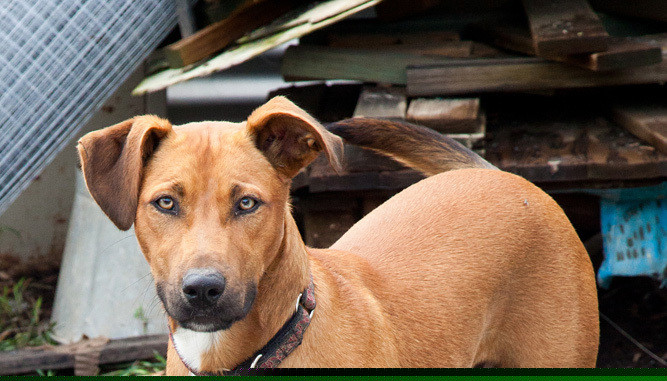 Bear4 - Medium Male Kelpie x Rhodesian Ridgeback Mix Dog in NSW - PetRescue