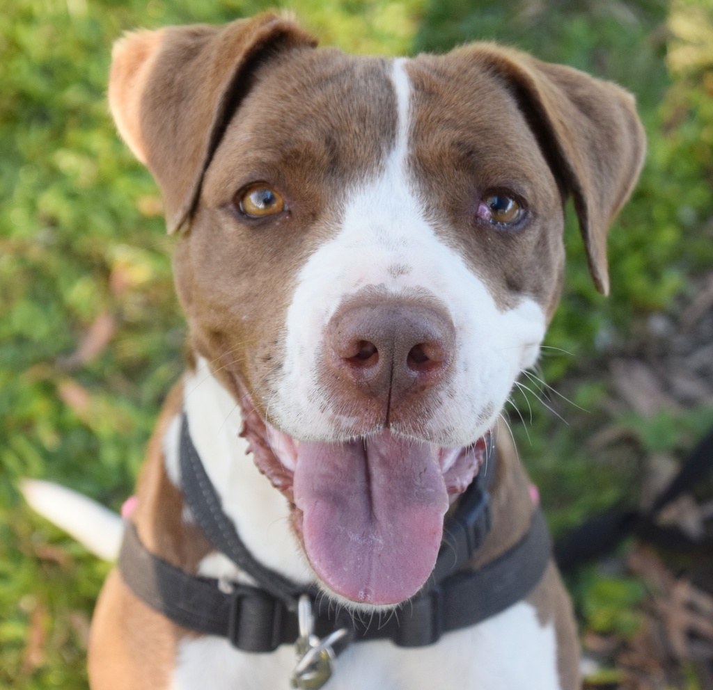 Agatha - Large Female German Shorthaired Pointer x American ...