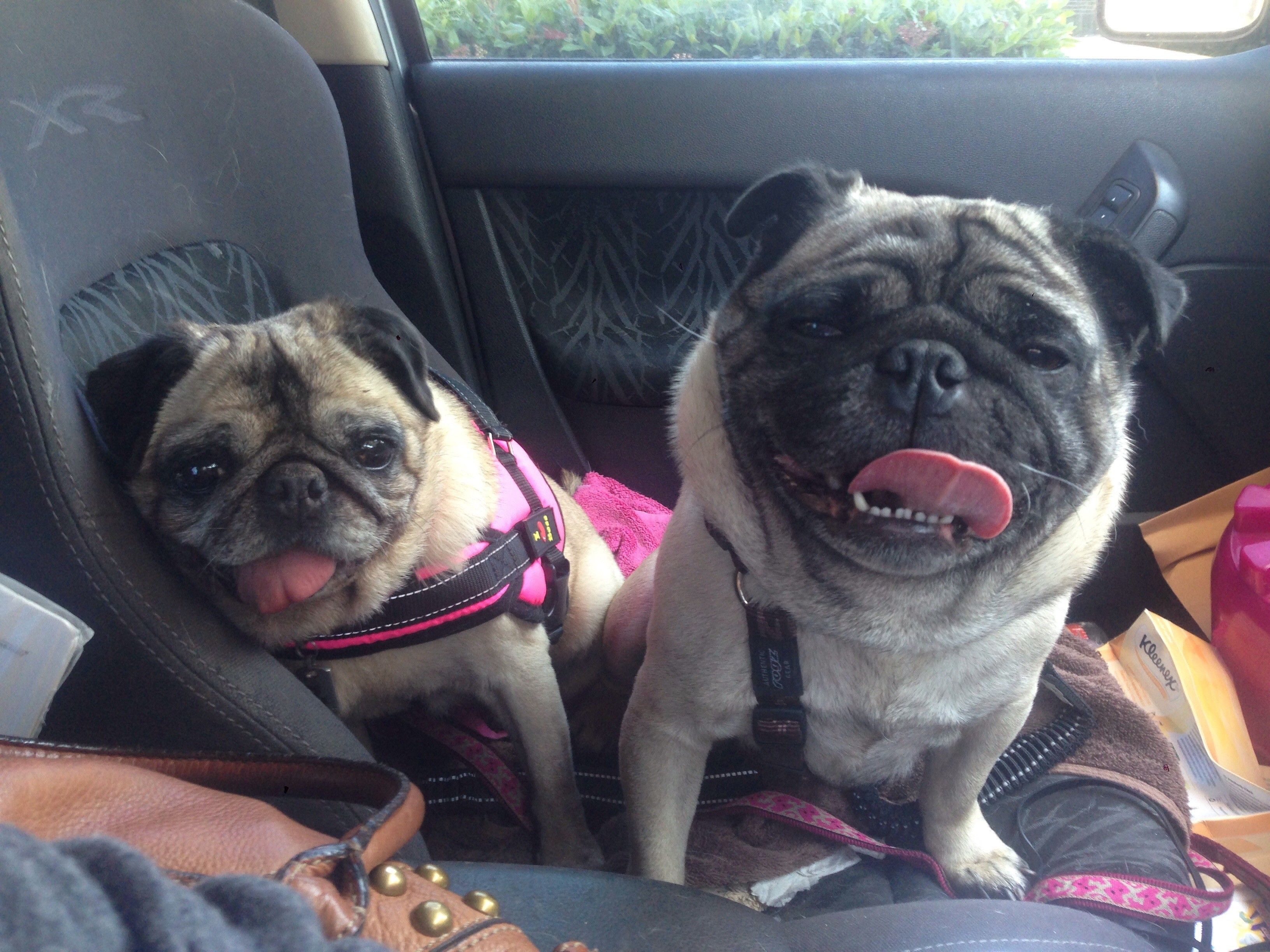 Moose - Small Male Pug Dog in NSW - PetRescue