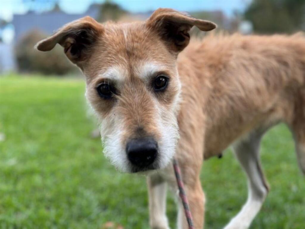 Ruby - Large Female Staghound Dog in VIC - PetRescue