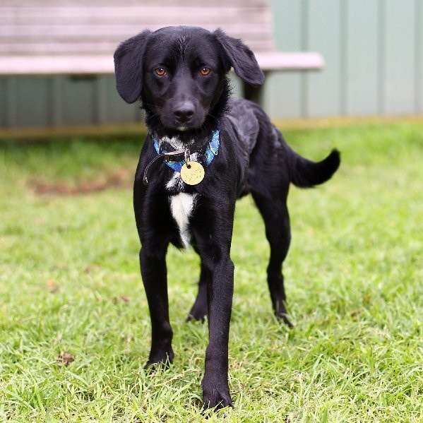 Link - Medium Male Labrador Mix Dog in VIC - PetRescue