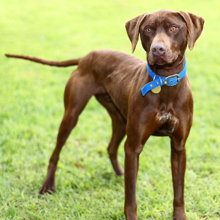 The Lost Dogs' Home - North Melbourne - PetRescue