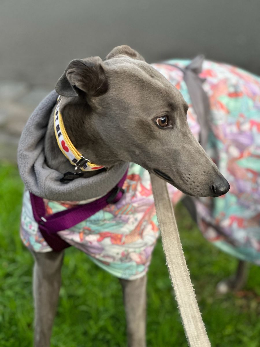 Whisper - Large Female Greyhound Dog in VIC - PetRescue