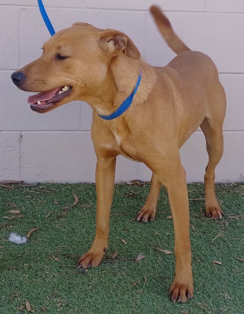 Mischa - Large Female Rhodesian Ridgeback Mix Dog in NSW - PetRescue