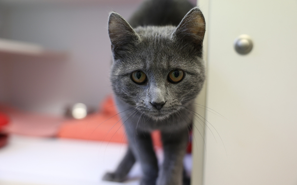 Sergio - Male Domestic Short Hair Mix Cat in VIC - PetRescue