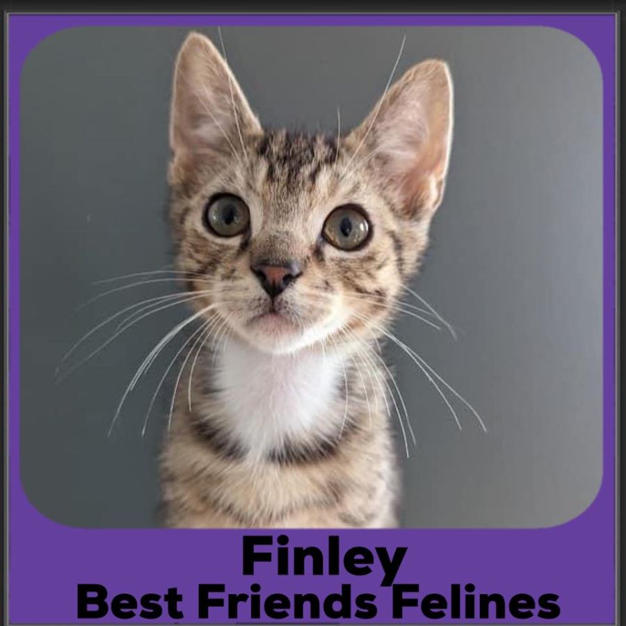 Finley - Male Domestic Short Hair Cat in QLD - PetRescue