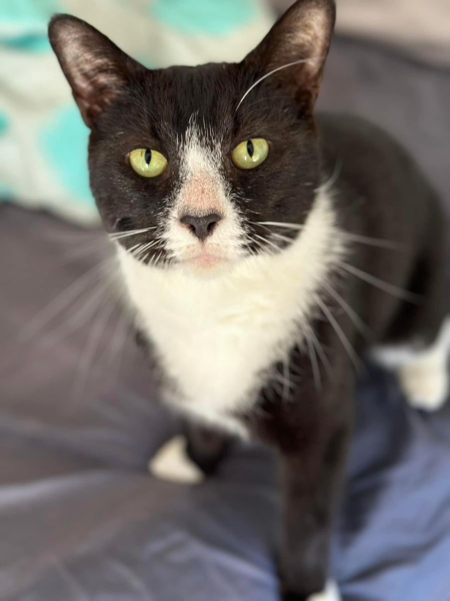 Mr Jeeves - Male Domestic Short Hair Cat in QLD - PetRescue