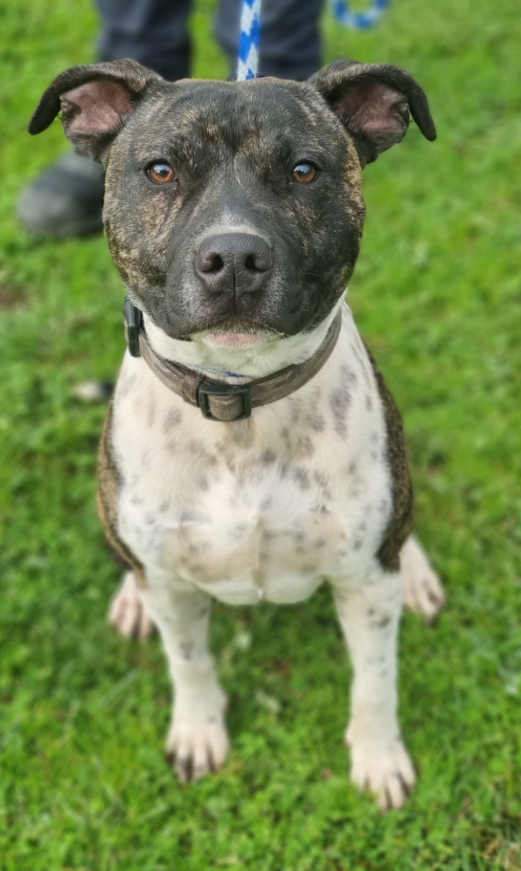 Lenny - Medium Male Staffordshire Bull Terrier Mix Dog in VIC - PetRescue