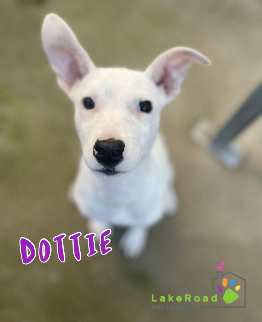 Dottie - Medium Female Staffy Mix Dog in NSW - PetRescue