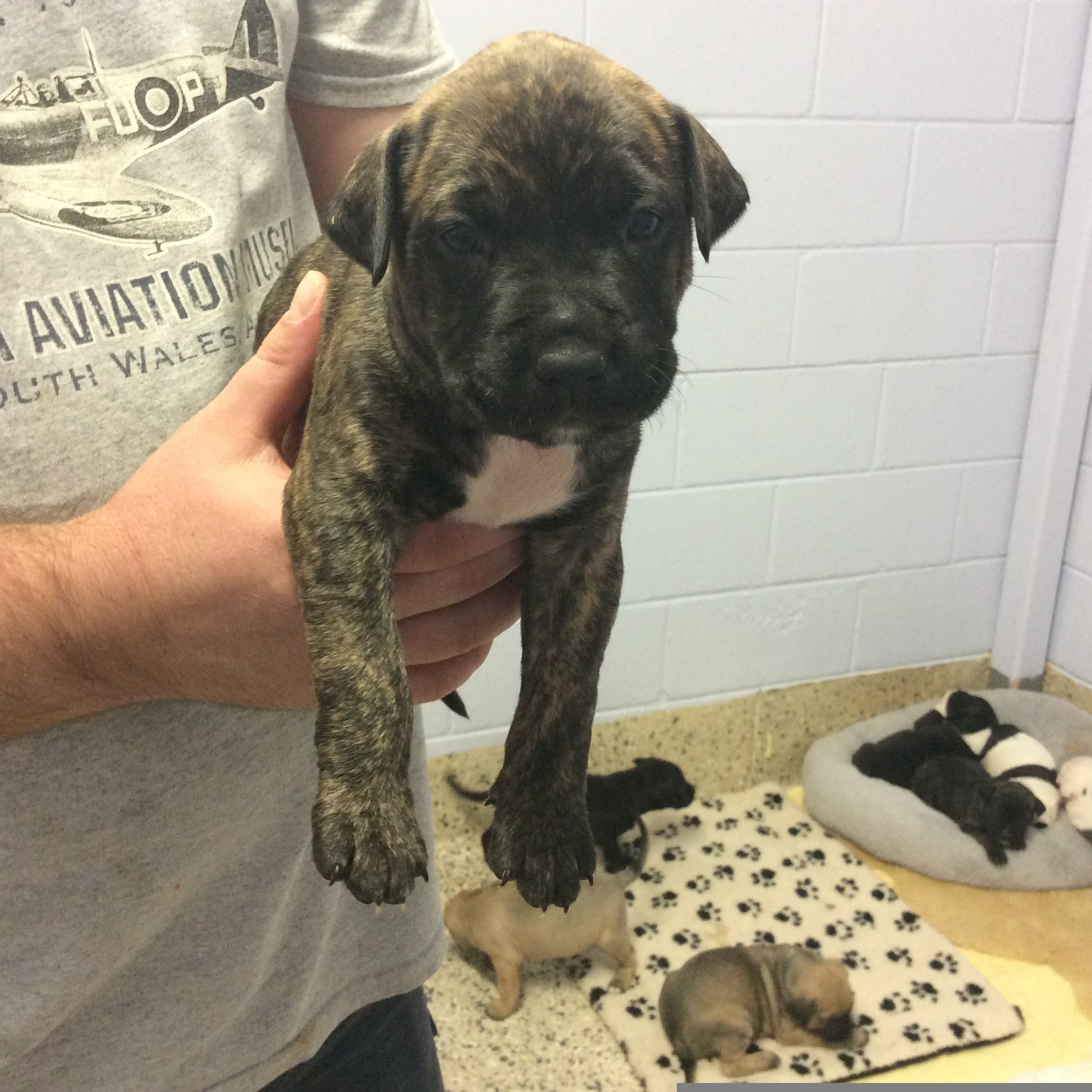 Benson - Medium Male Staffordshire Bull Terrier x American Staffy Mix ...