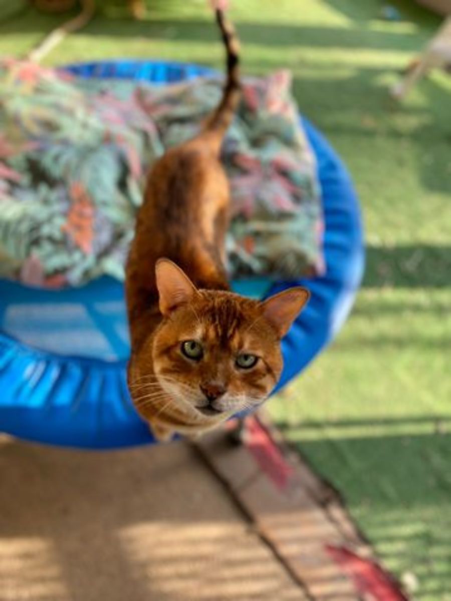 Frank - Male Bengal Cat in NSW - PetRescue