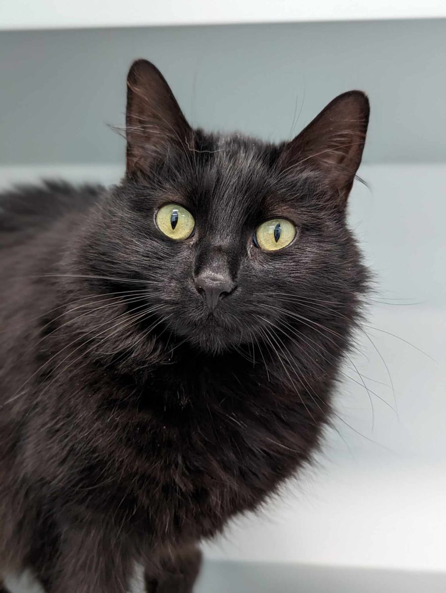 Gizmo - Female Domestic Medium Hair Cat in NSW - PetRescue