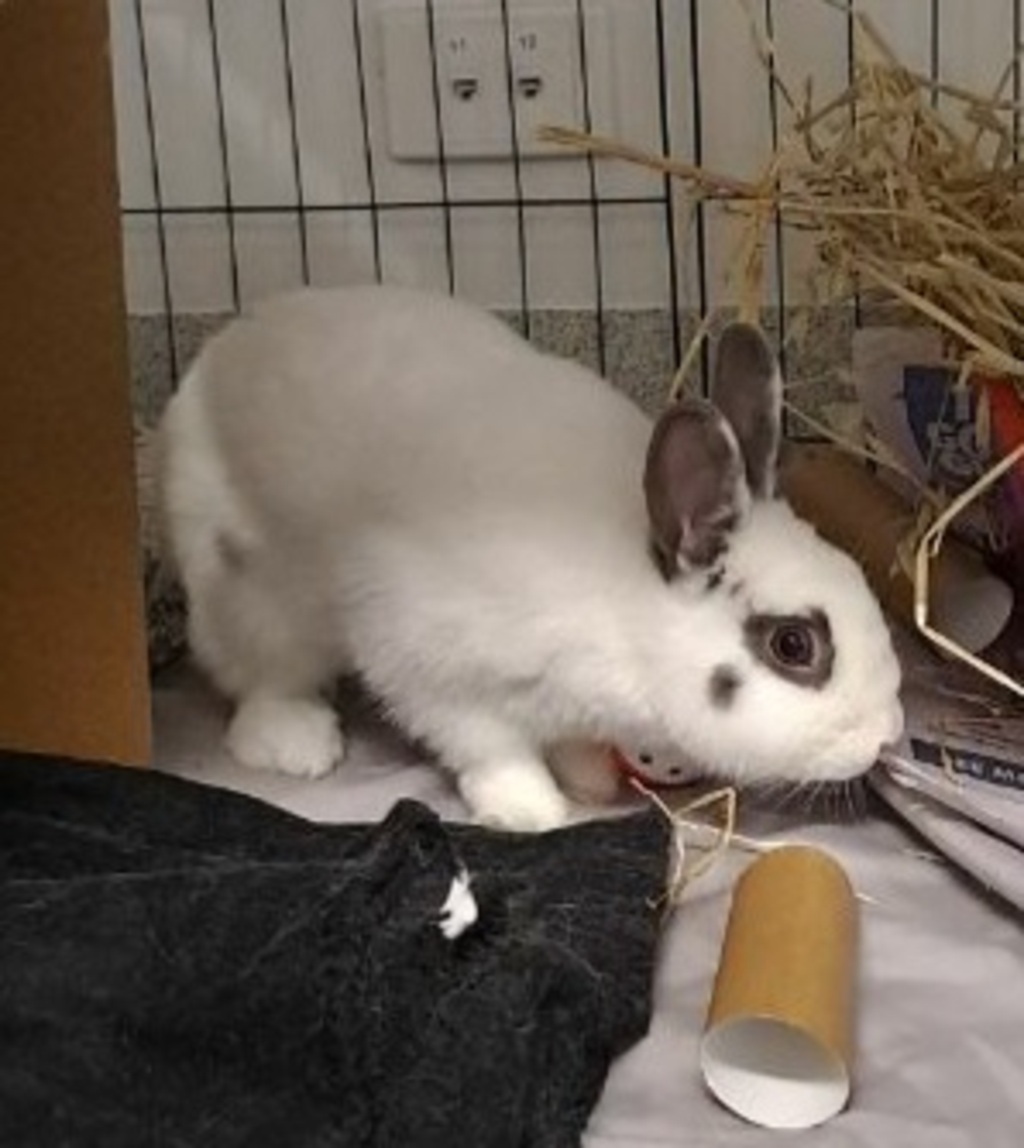 Choc Chip - Female Netherland Dwarf Mix Rabbit in VIC - PetRescue