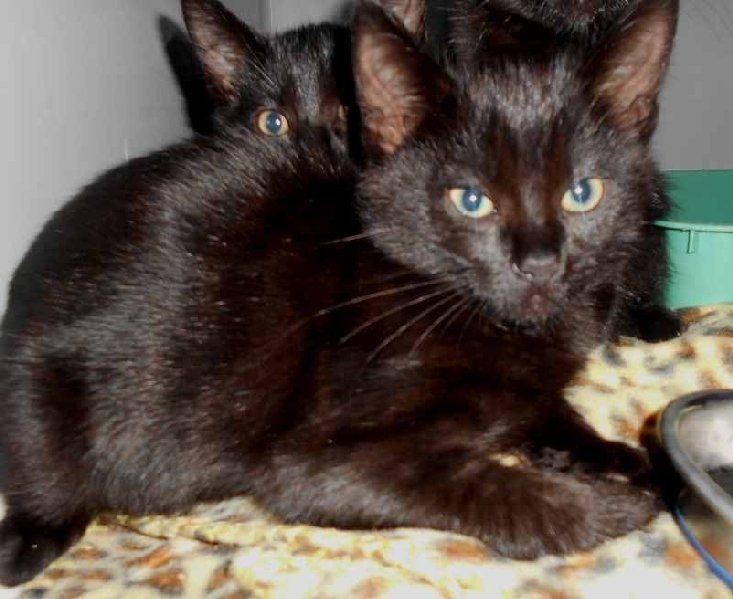 Faze - Male Domestic Short Hair Mix Cat in QLD - PetRescue