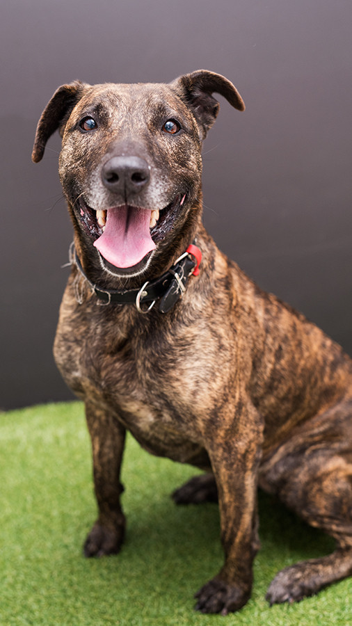 Kaia - Medium Female Rhodesian Ridgeback x English Staffordshire Bull ...