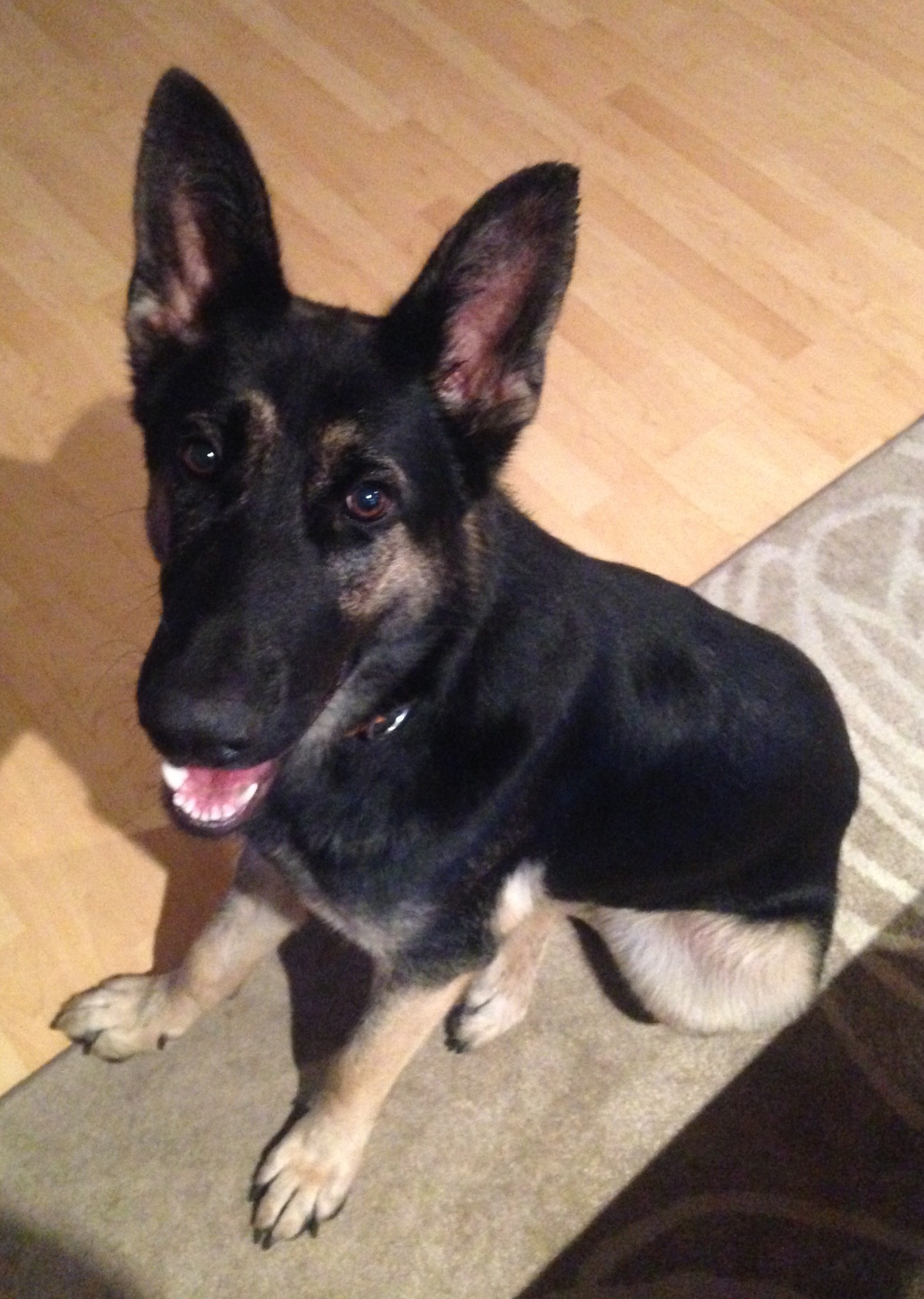 Lochie on hold pending adoption - Large Male German Shepherd Dog in NSW ...