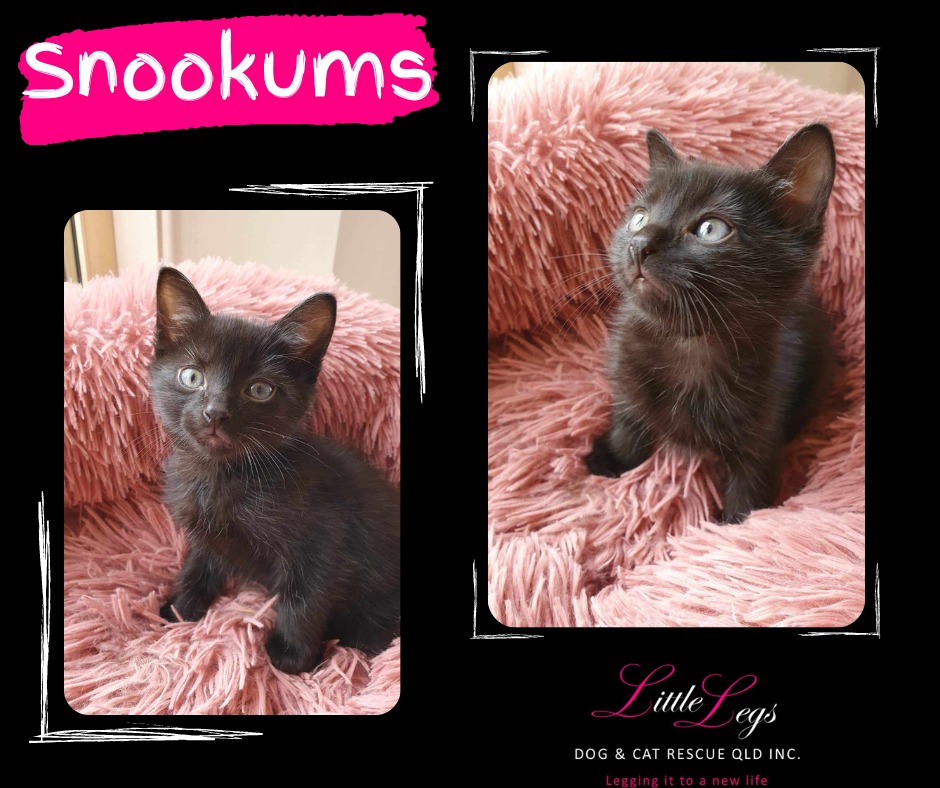 Snookums - Male Domestic Short Hair Cat in QLD - PetRescue