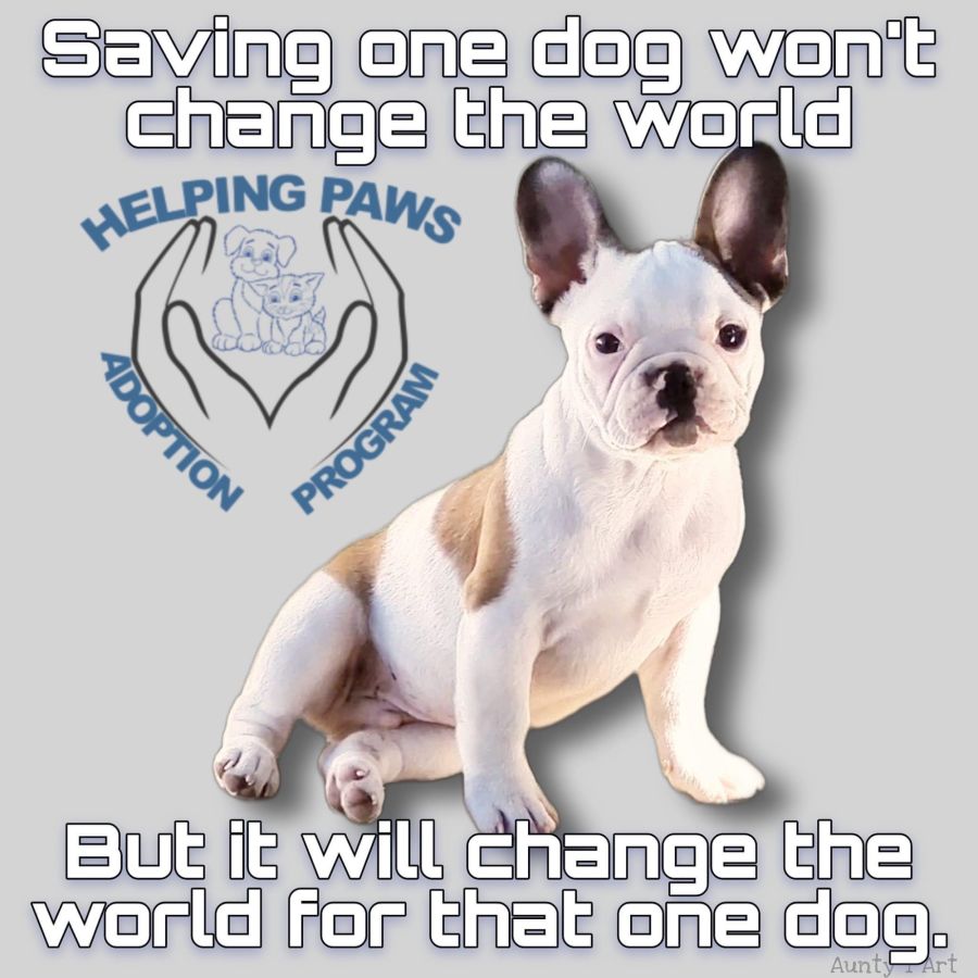 Hansel - Small Male French Bulldog Dog in QLD - PetRescue