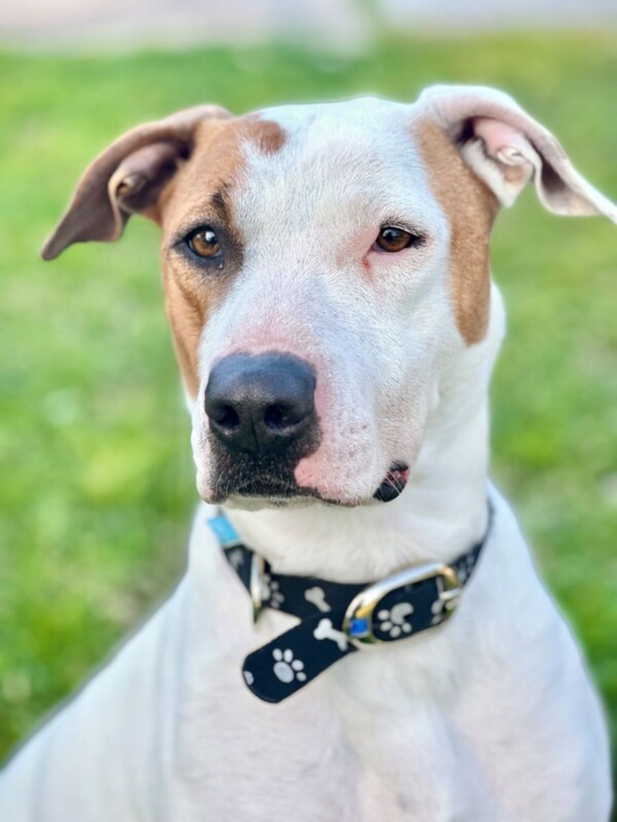 Petal - Large Female Great Dane x American Bulldog Dog in NSW - PetRescue