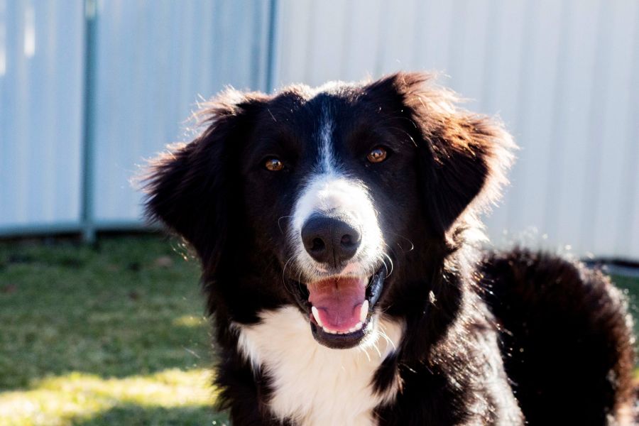 George - Medium Male Border Collie Dog in NSW - PetRescue