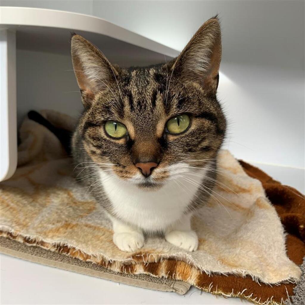 Pixie - Female Domestic Short Hair Cat in VIC - PetRescue