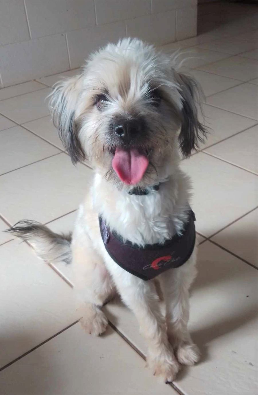 Bono - Small Male Lhasa Apso Mix Dog in QLD - PetRescue