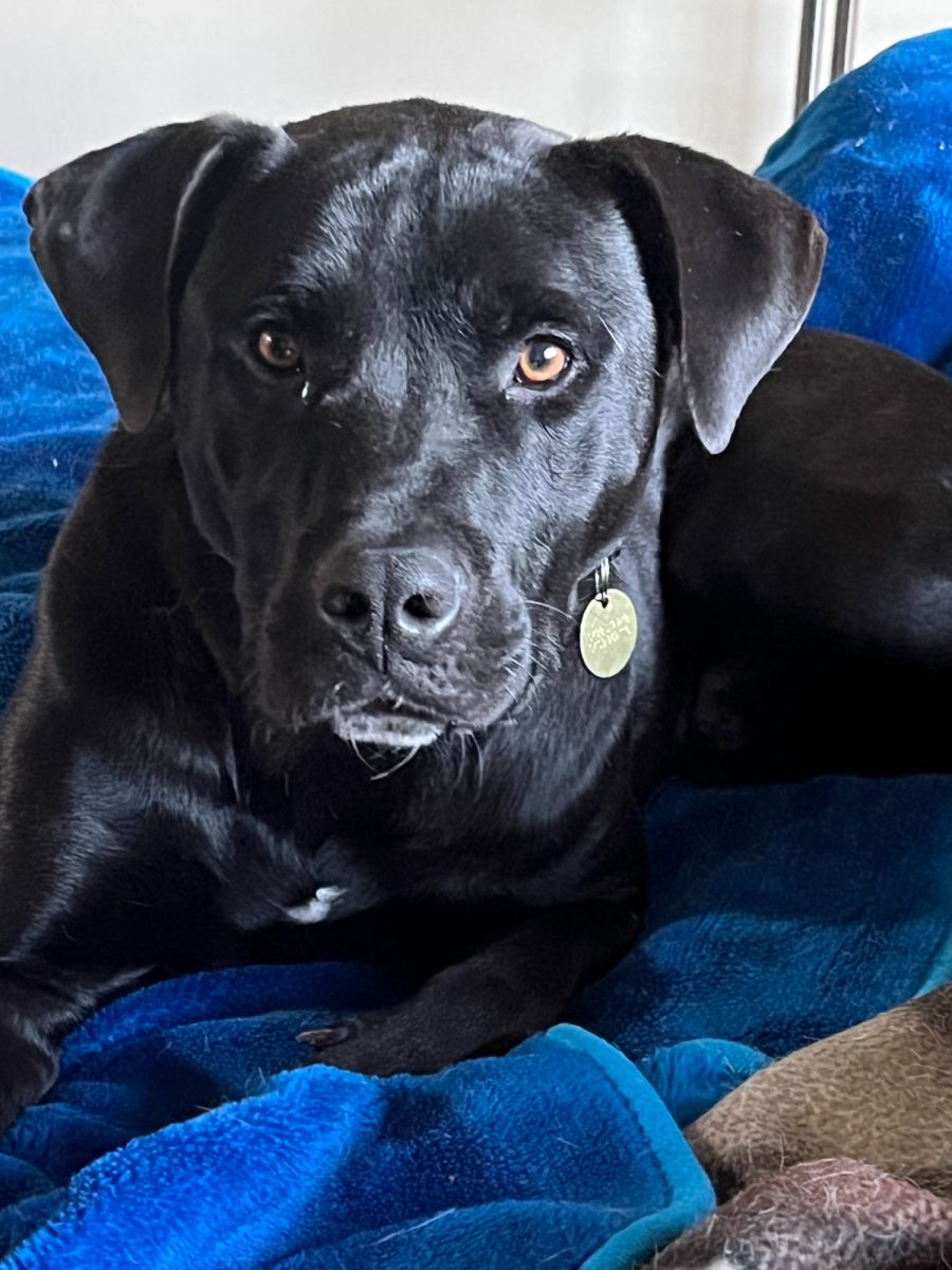Razor - Large Male Labrador Mix Dog in VIC - PetRescue