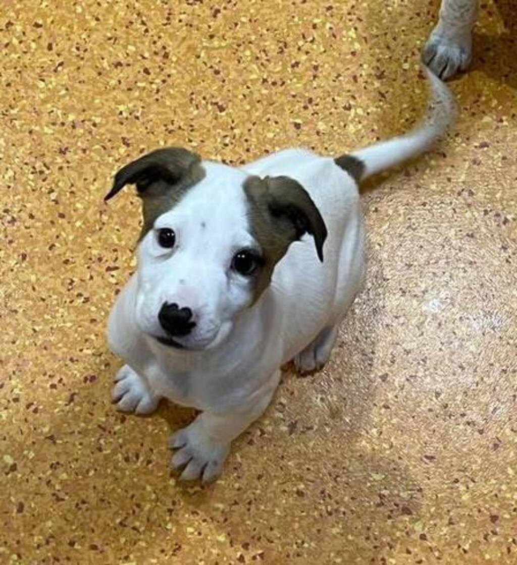 Ziggy - Medium Female Australian Cattle Dog x Rhodesian Ridgeback Mix ...