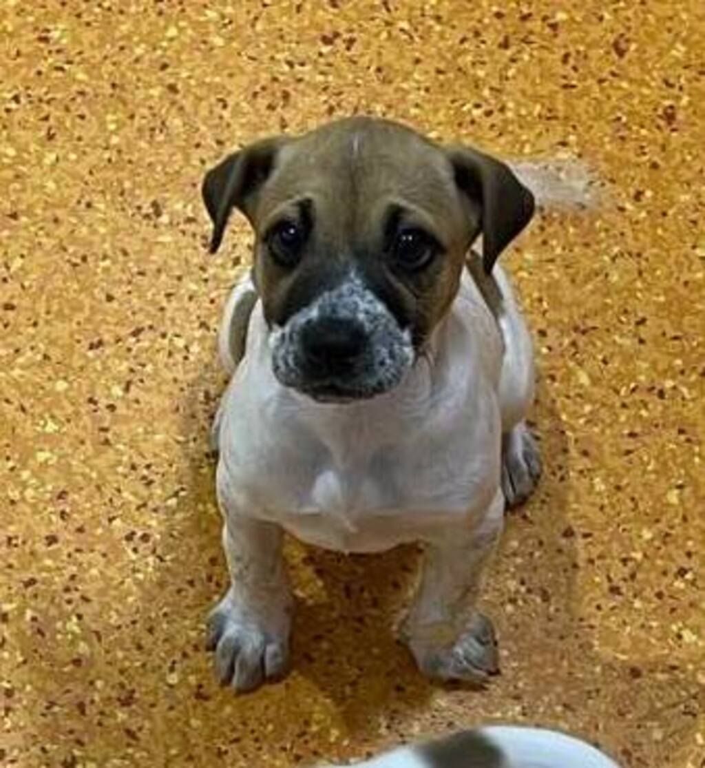 Nellie - Small Female Australian Cattle Dog x Rhodesian Ridgeback Mix ...