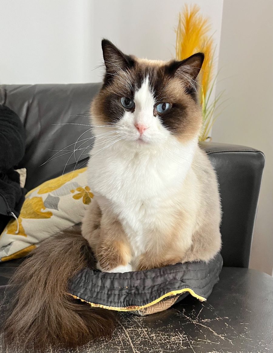 Kitkat - Female Ragdoll Cat in VIC - PetRescue