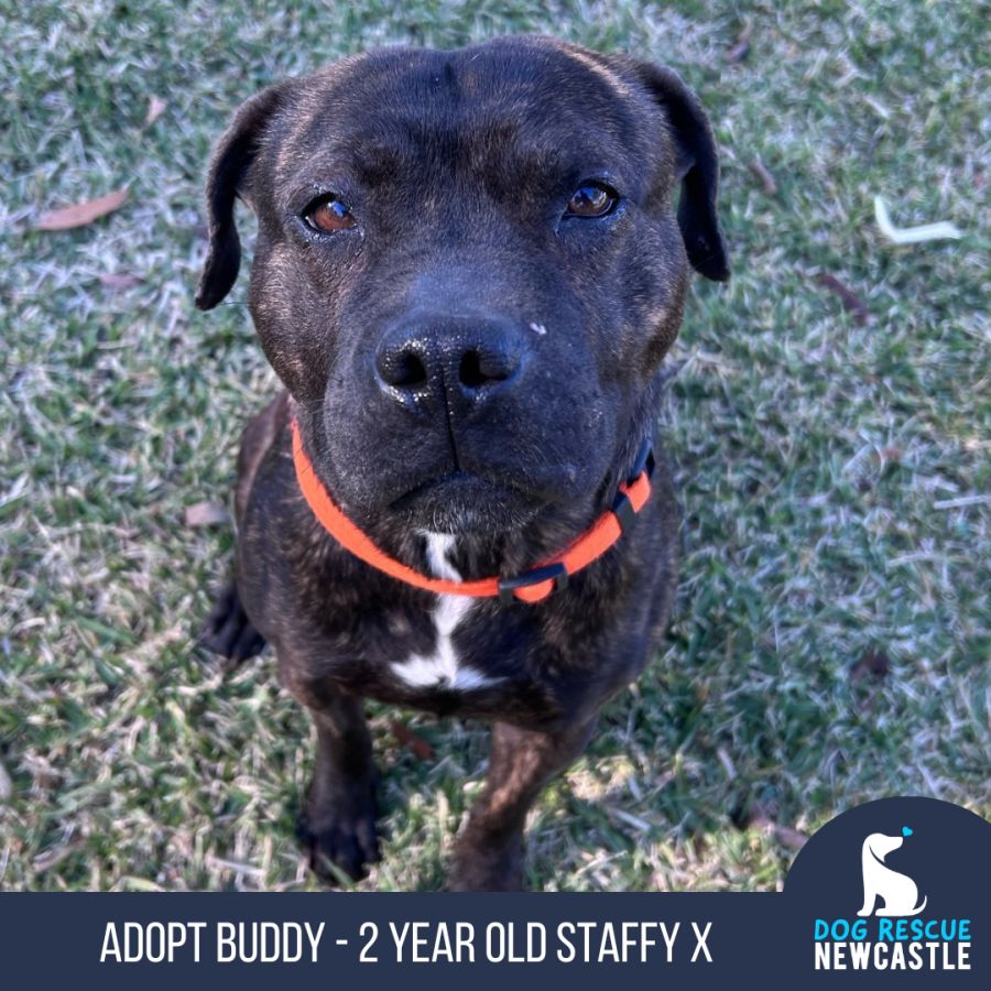 Buddy - 2 Year Old Staffy X (Trial) - Medium Male Staffy Mix Dog in NSW ...